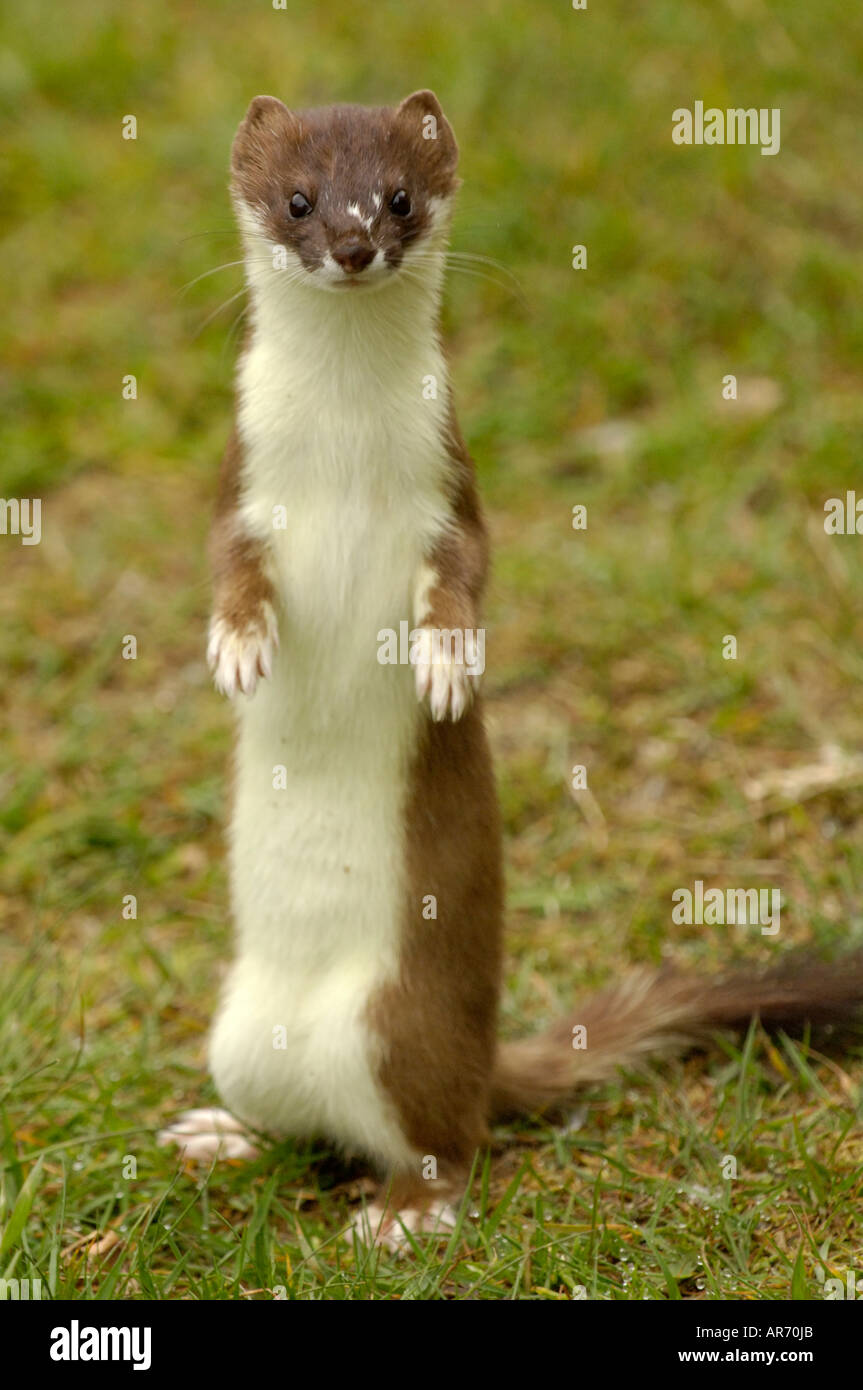 Least Weasel, Mauswiesel, Mustela nivalis, Europe Stock Photo: 9119530 ...