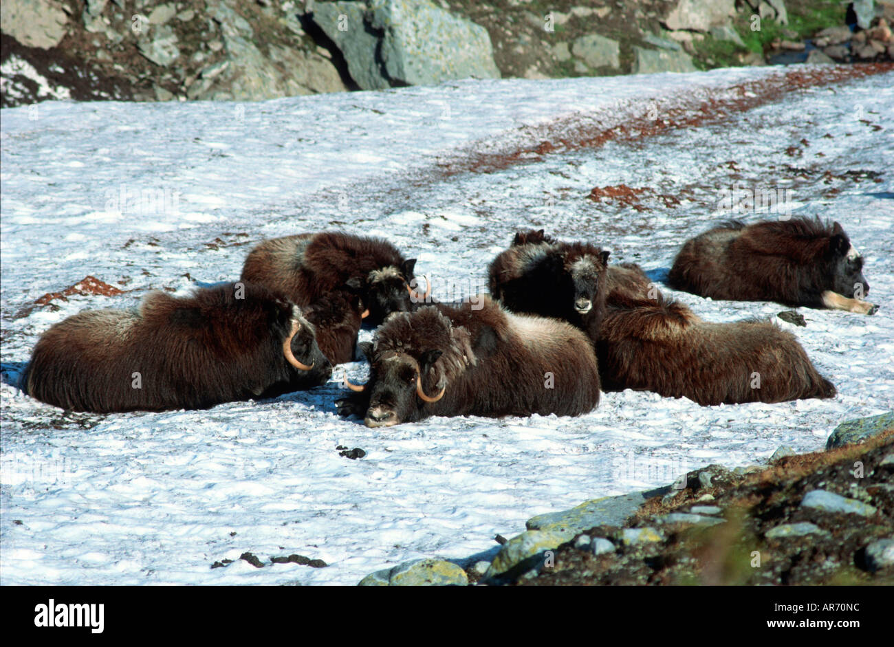Moschusochse Musk Ox Ovibos moschatus Stock Photo - Alamy