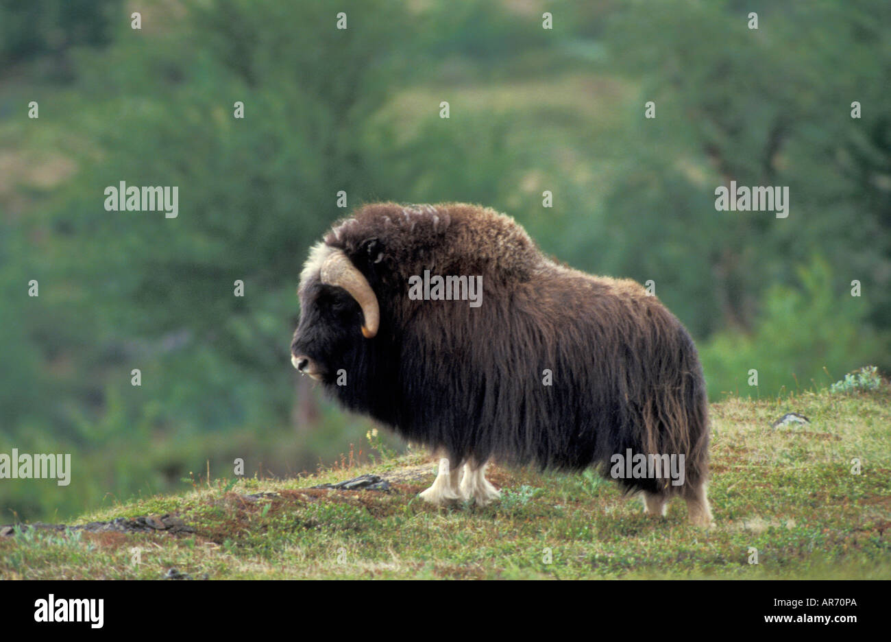 Moschusochse Musk Ox Ovibos moschatus Stock Photo - Alamy