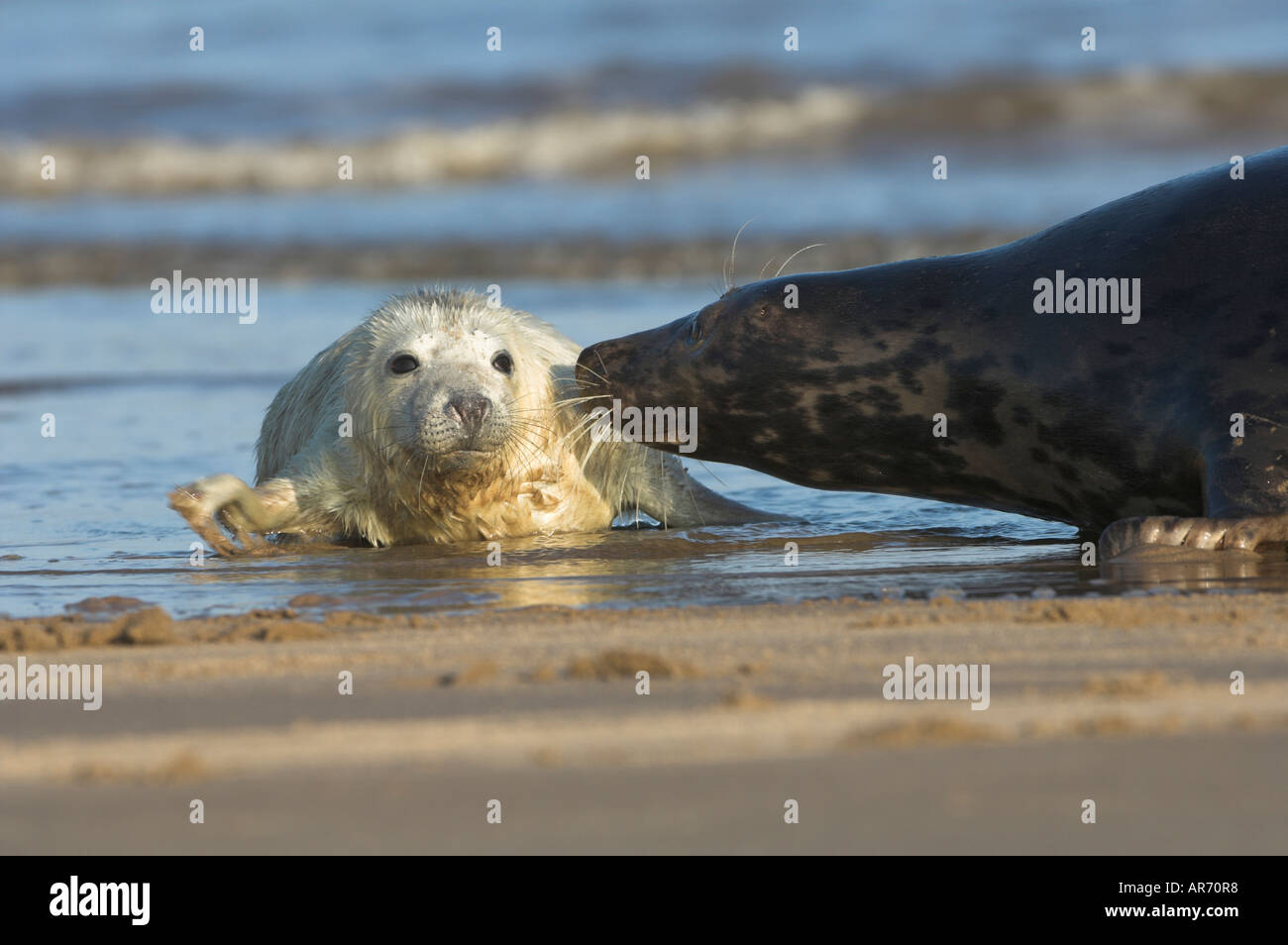 Halichoerus grypus europe cub parent hi-res stock photography and ...