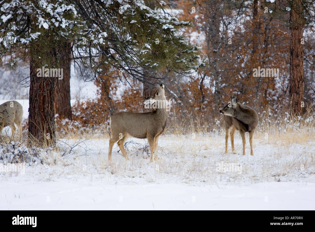 Doe deer forages for food from a tree branch on a cold snowy Colorado ...