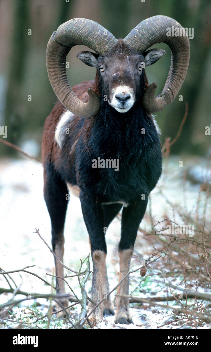 European mouflon sheep ovis ammon hi-res stock photography and images ...
