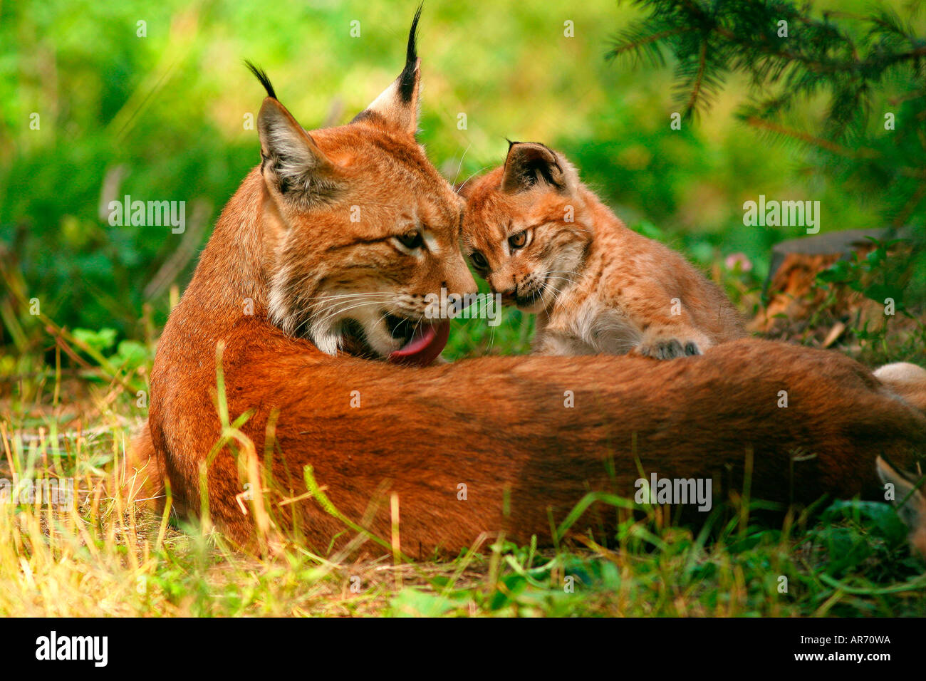 European Lynx, Luchs, felis lynx, europe, mother with cub Stock Photo ...