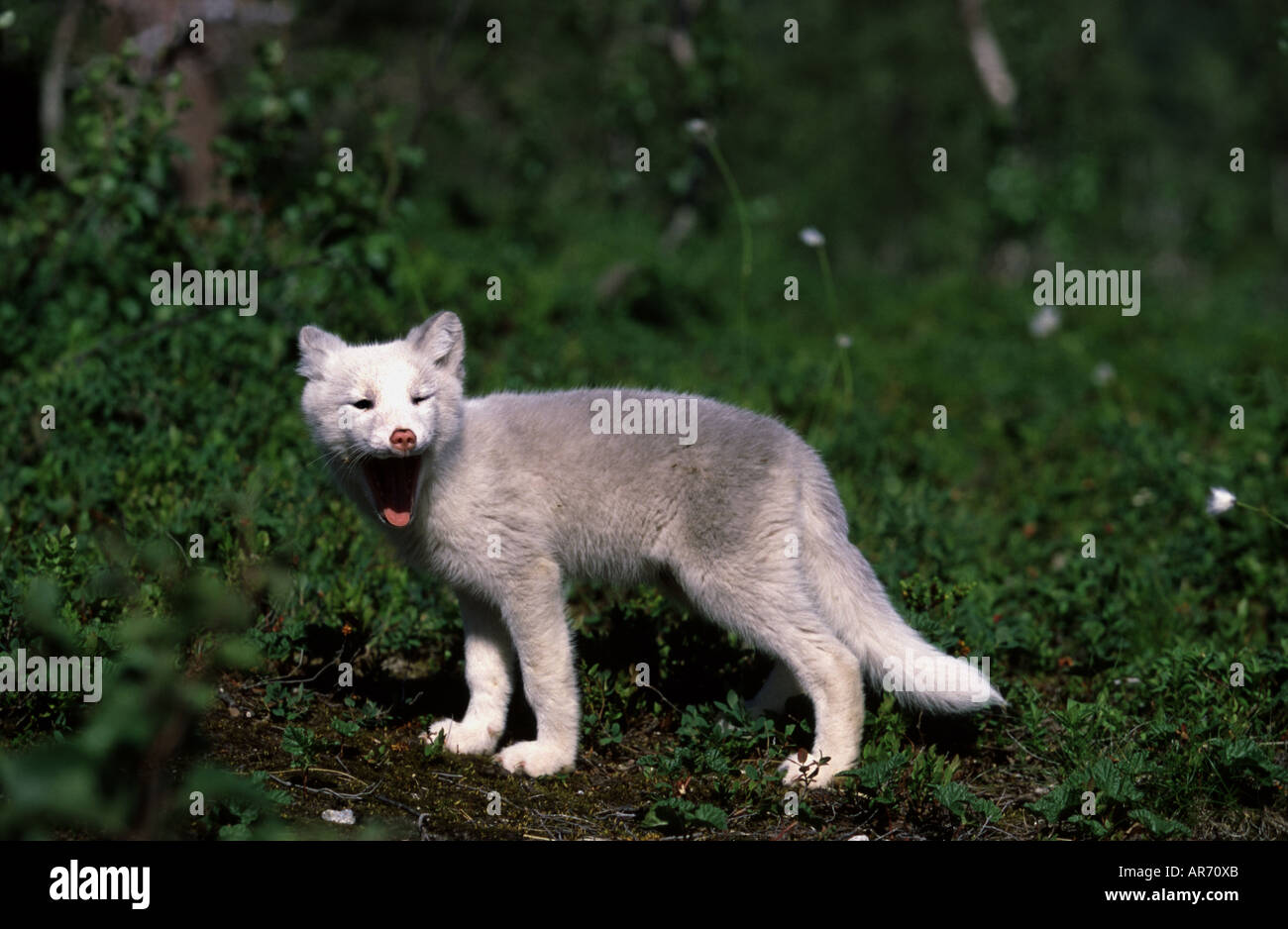 arctic fox, Alopex lagopus, polarfuchs, eisfuchs Stock Photo - Alamy