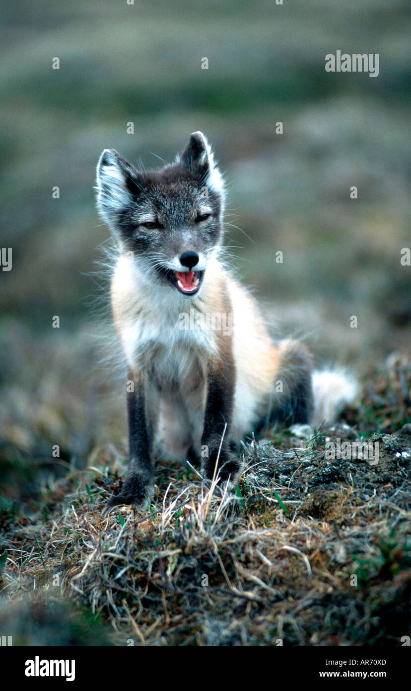 arctic fox, Alopex lagopus, polarfuchs, eisfuchs Stock Photo - Alamy