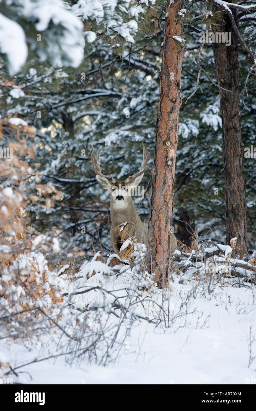 Curious buck deer peers out from the snow covere pine trees on a cold ...