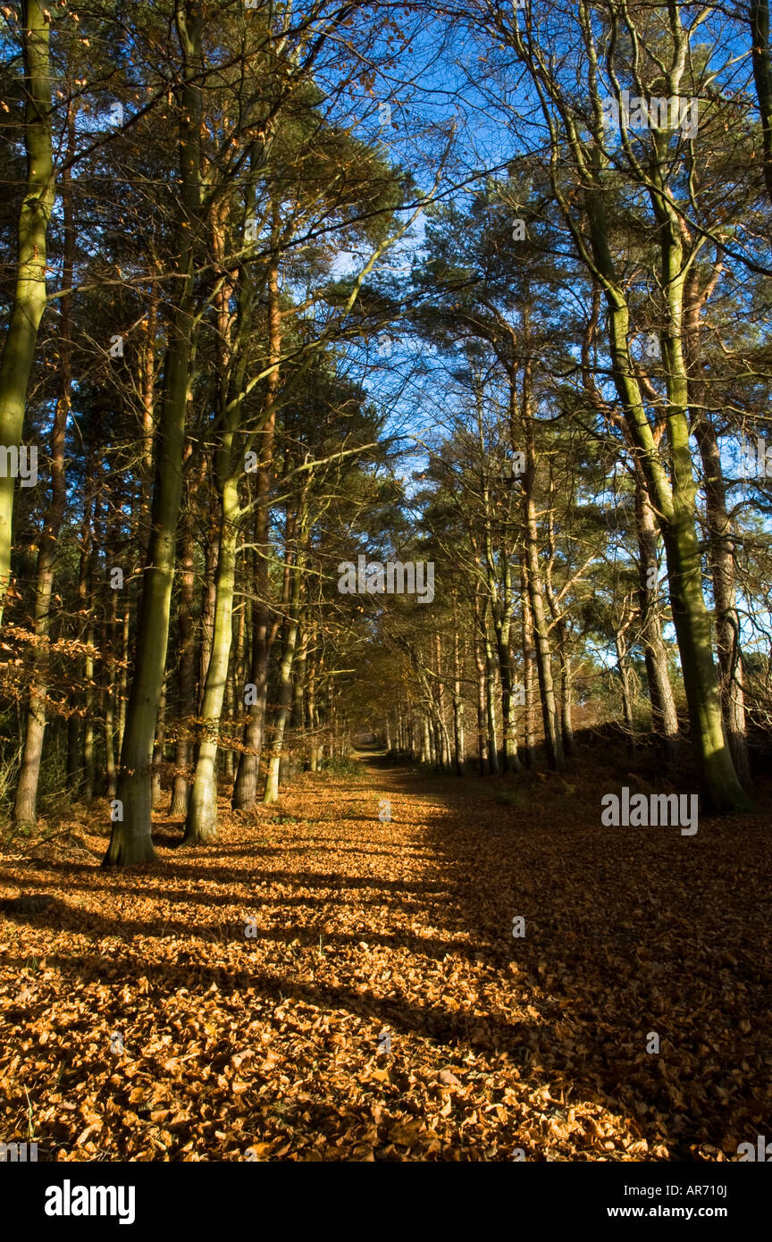 Binning wood hi-res stock photography and images - Alamy