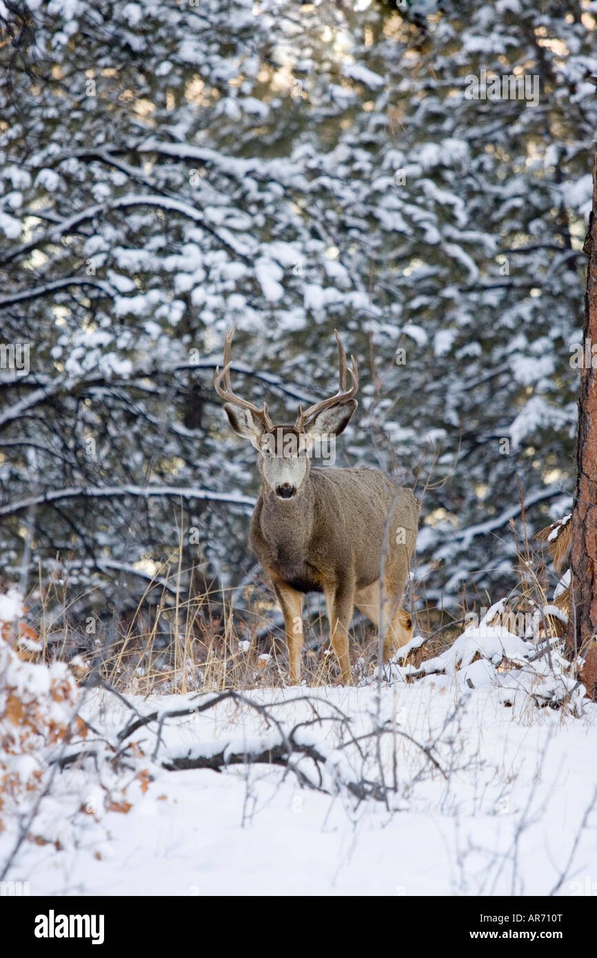 Beautiful buck deer in a magical Colorado winter snow scene Stock Photo ...