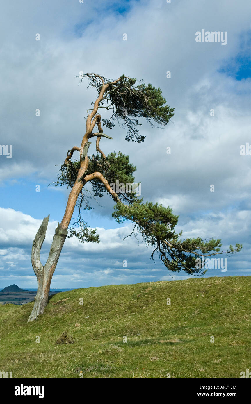 Lonely, windswept pine tree in Scotland Stock Photo - Alamy