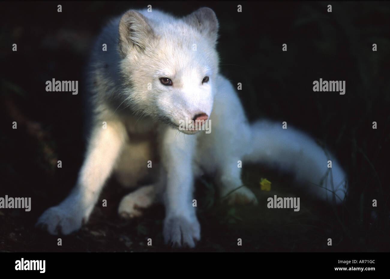 arctic fox, Alopex lagopus, polarfuchs, eisfuchs Stock Photo - Alamy