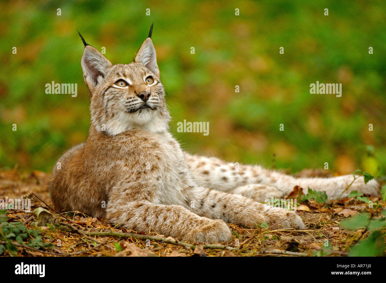 European Lynx, Luchs, Europe, germany Stock Photo - Alamy
