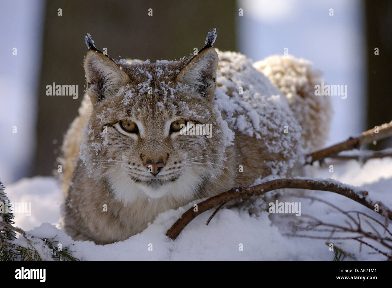 European Lynx, Luchs, Europe, germany Stock Photo - Alamy