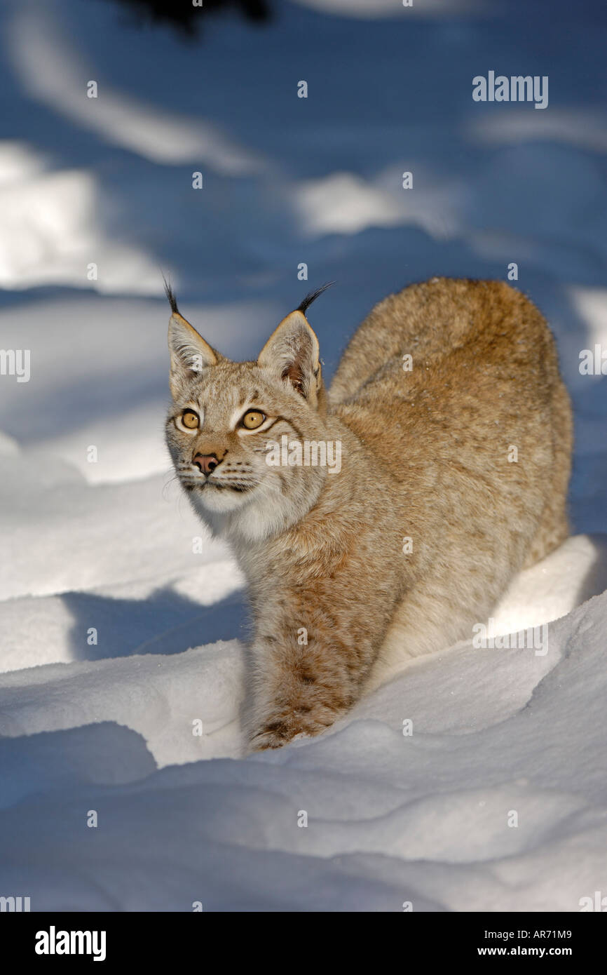 European Lynx, Luchs, Europe, germany Stock Photo - Alamy