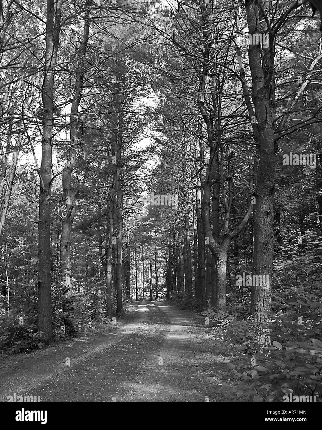 A tree lined drive in the Muskoka region of Ontario Canada Stock Photo ...