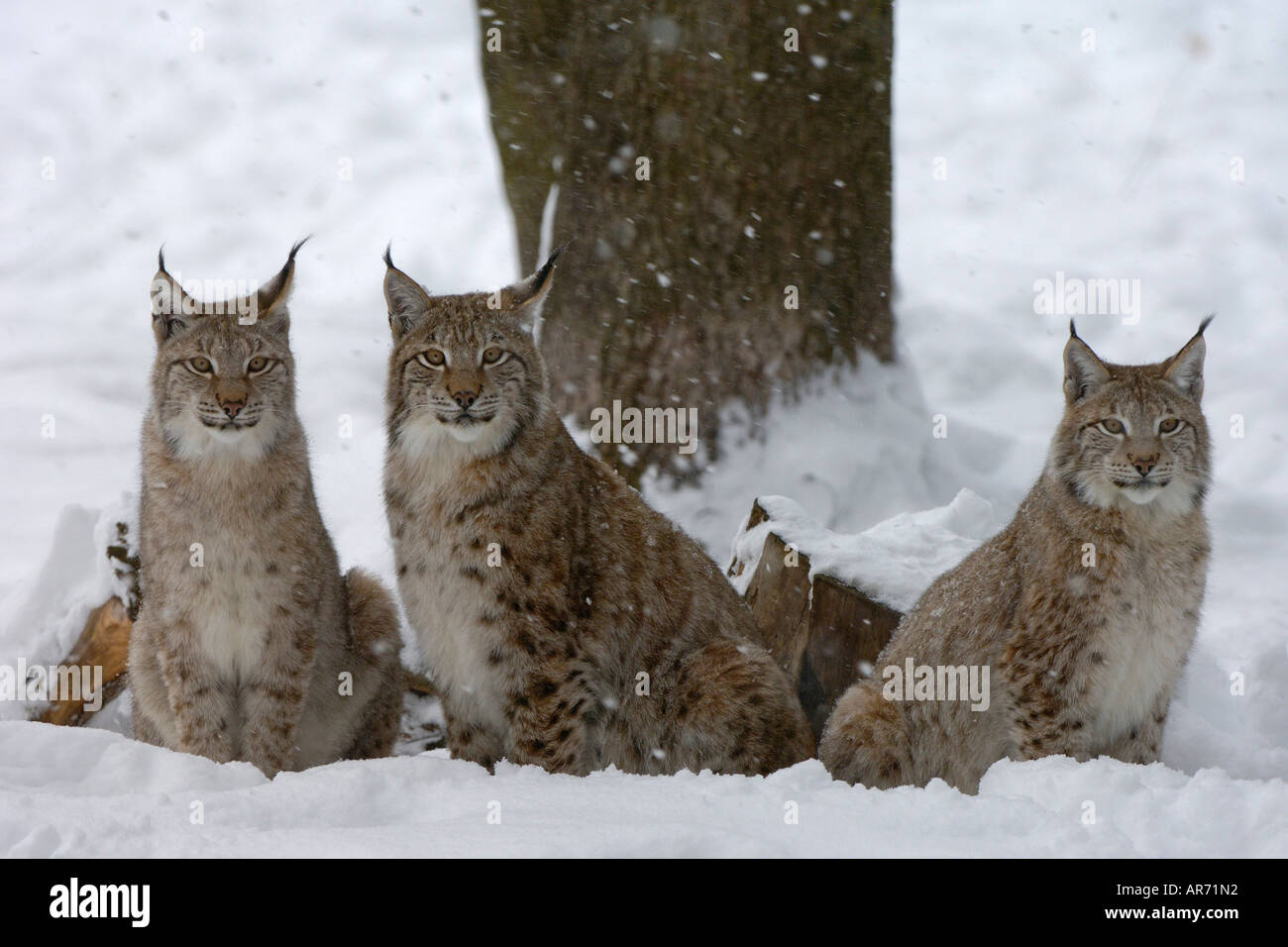 European Lynx, Luchs, Europe, germany Stock Photo - Alamy