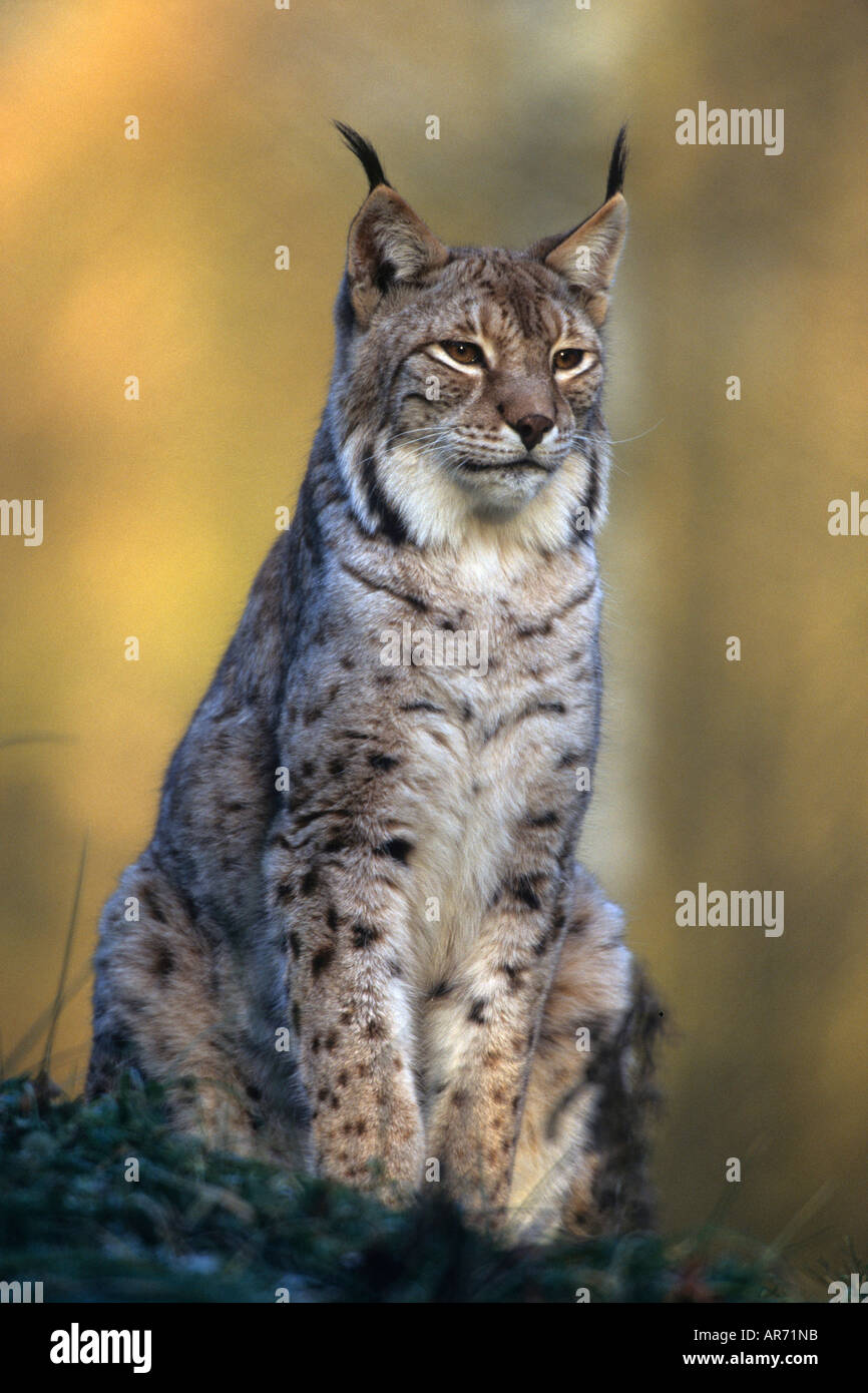 European Lynx, Luchs, Europe, germany Stock Photo - Alamy