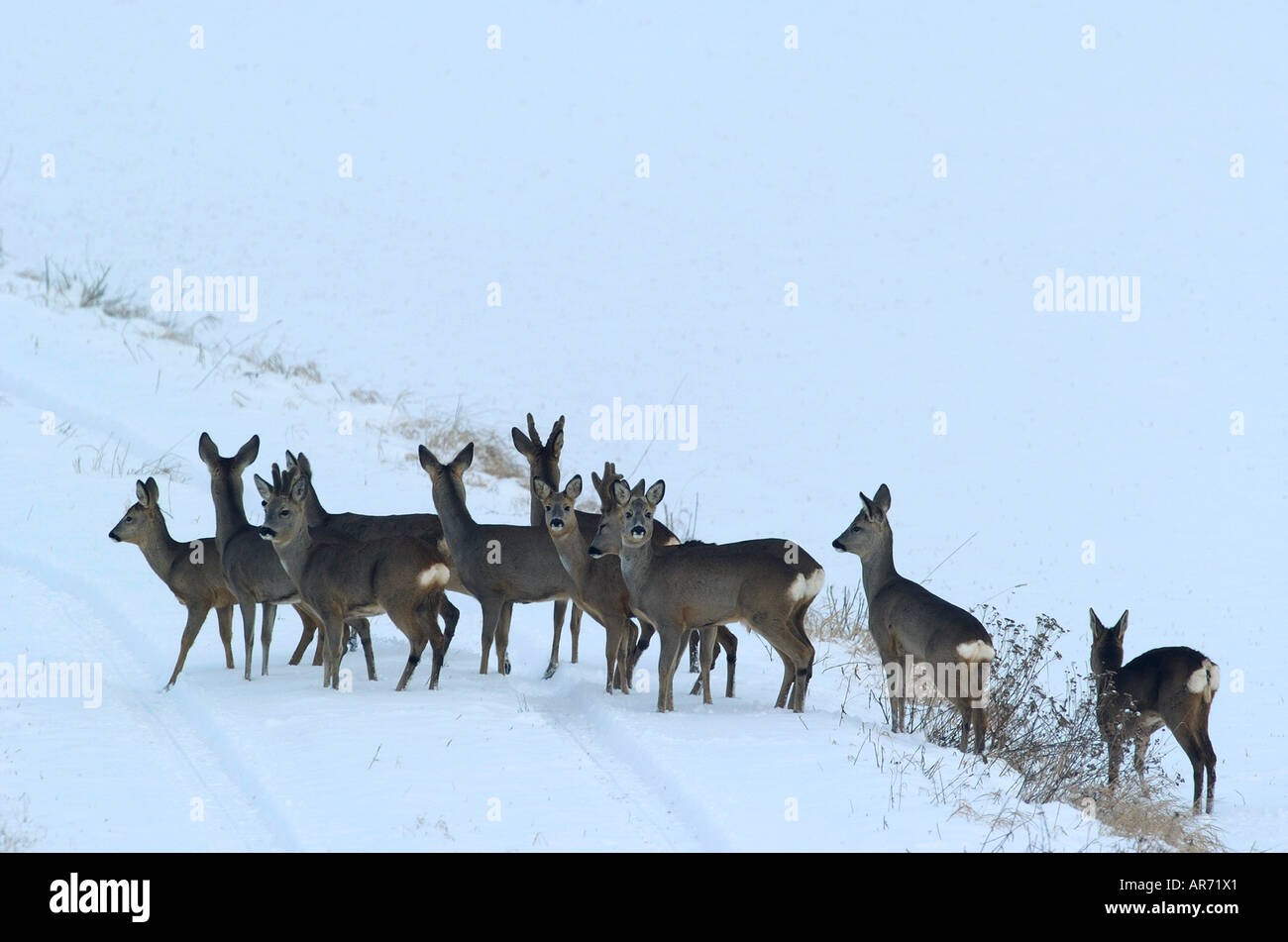 Roe doe deer france hi-res stock photography and images - Alamy