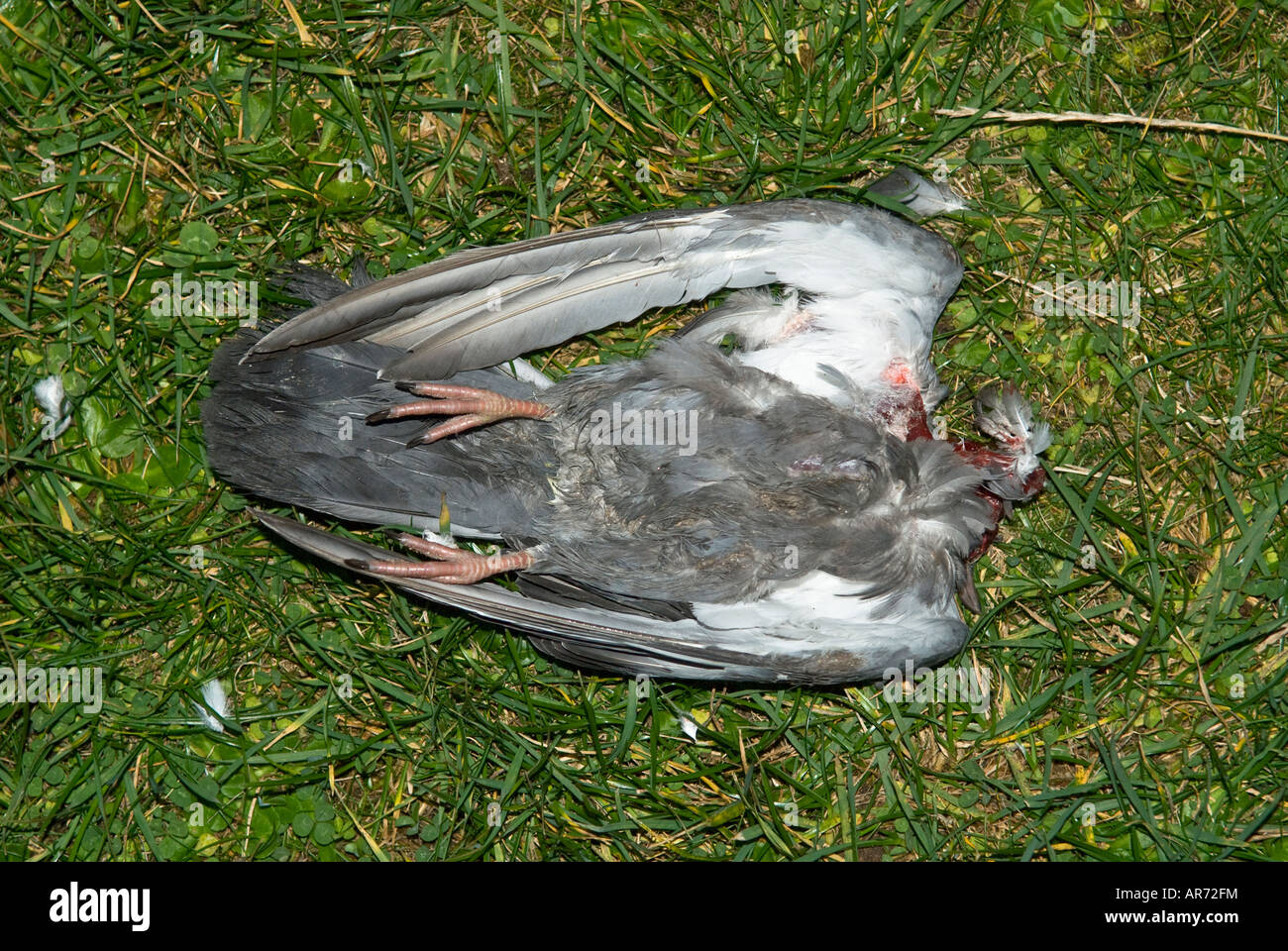 Headless corpse hi-res stock photography and images - Alamy