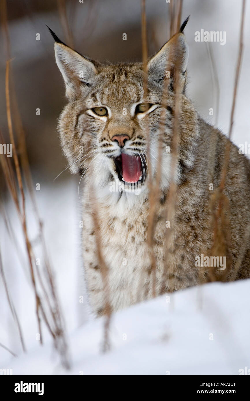 European Lynx, Luchs, Europe, germany Stock Photo - Alamy