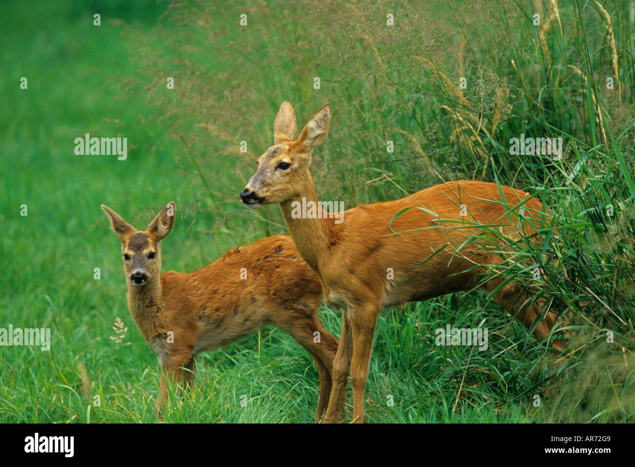 Reh, Capreolus Capreolus, Roe Deer, Europe Stock Photo - Alamy