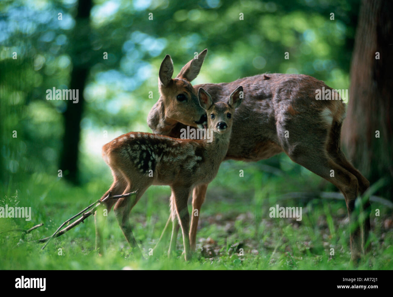 Reh, Capreolus Capreolus, Roe Deer, Europe Stock Photo - Alamy