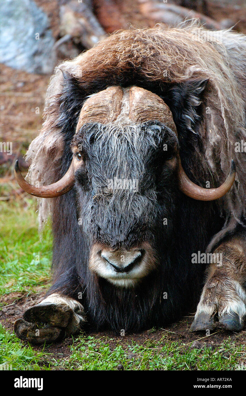 European Musk Ox, Ovibos oschatus, Moschusochsen, Jaervsoe, Sweden ...