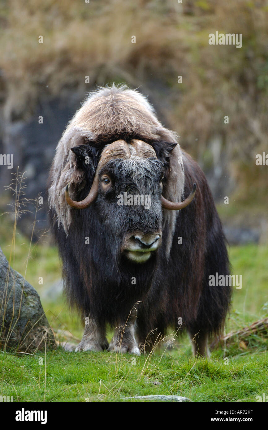 European Musk Ox, Ovibos oschatus, Moschusochsen, Jaervsoe, Sweden ...