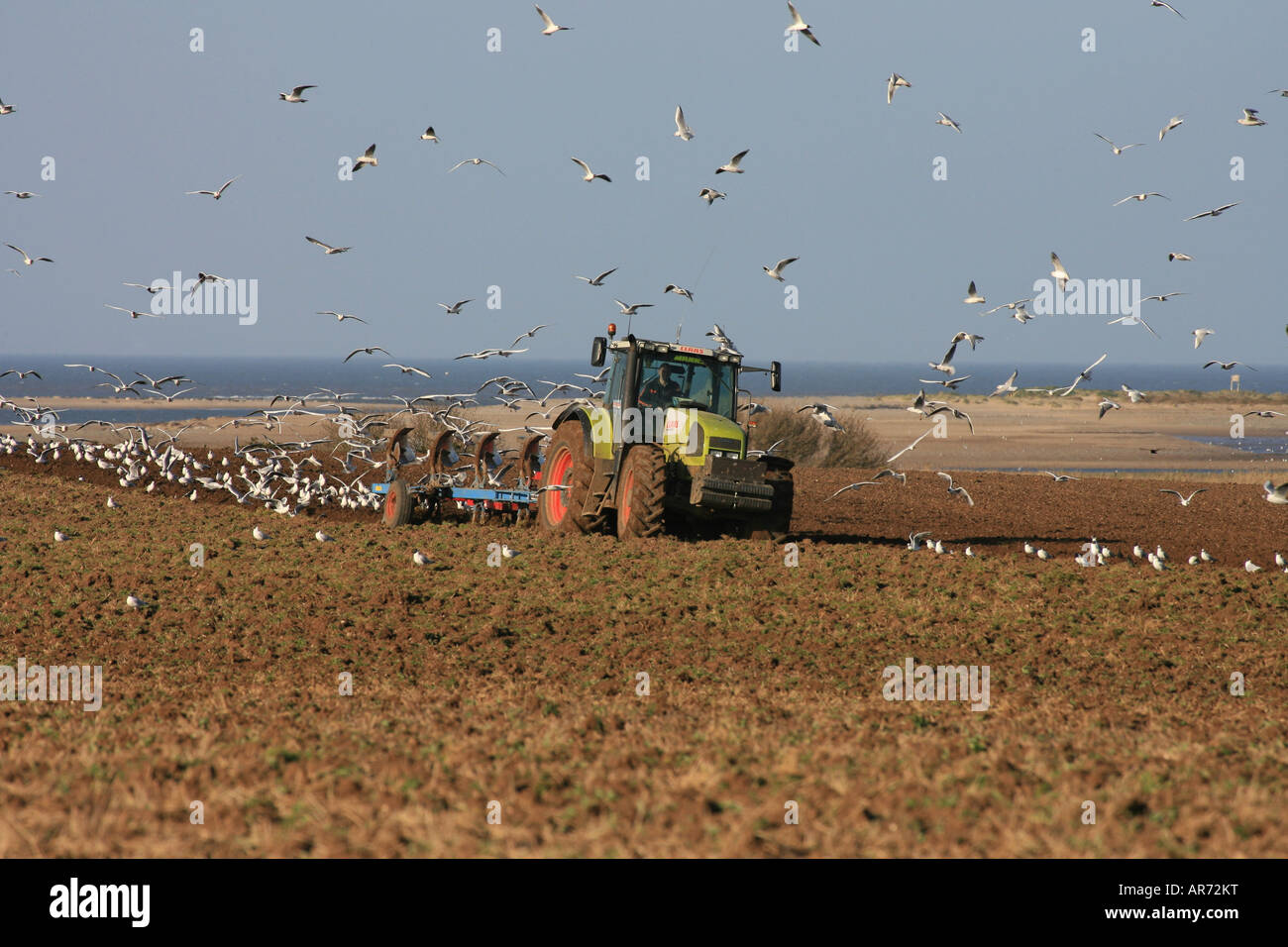Gulls behind a tractor ploughing on the North Norfolk coast Stock Photo ...