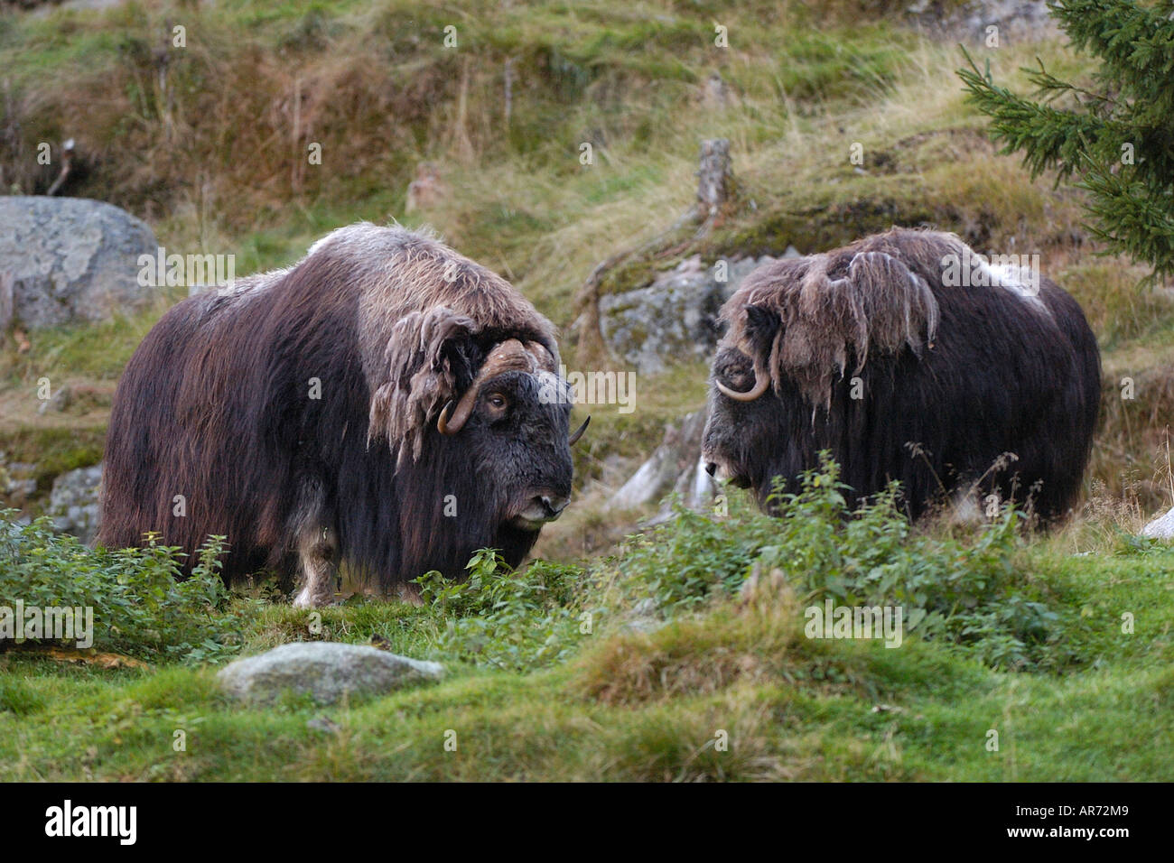 European Musk Ox, Ovibos oschatus, Moschusochsen, Jaervsoe, Sweden ...