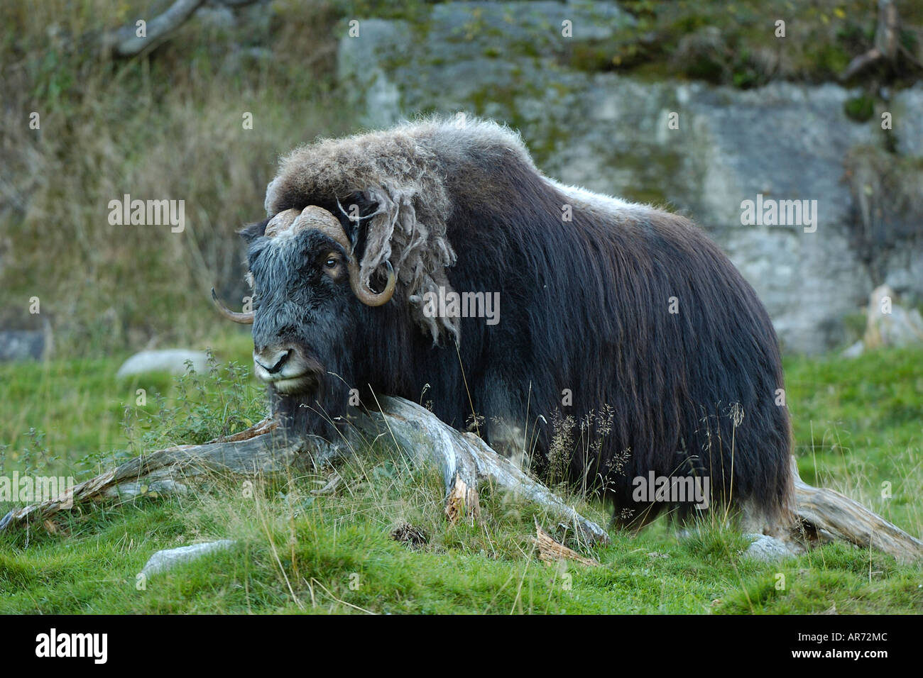 European Musk Ox, Ovibos oschatus, Moschusochsen, Jaervsoe, Sweden ...