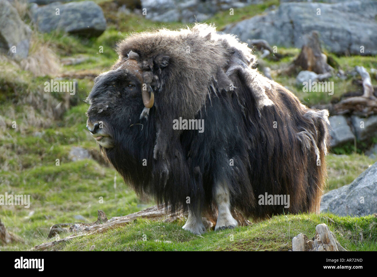European Musk Ox, Ovibos oschatus, Moschusochsen, Jaervsoe, Sweden ...