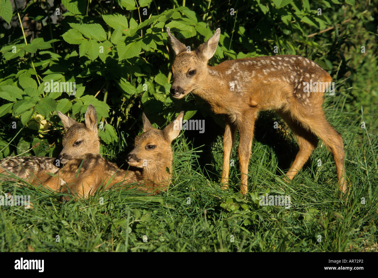 Rehkitz hi-res stock photography and images - Alamy