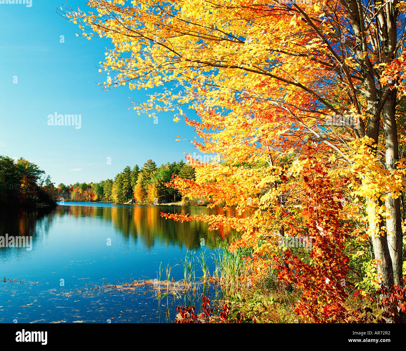 USA MAINE LIMERICK PICKERAL POND Stock Photo - Alamy