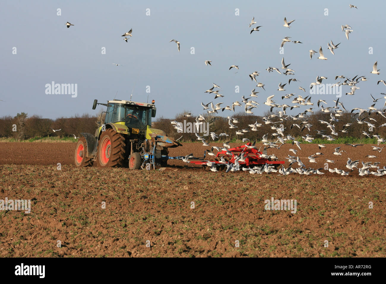 Gulls behind a tractor ploughing Stock Photo - Alamy