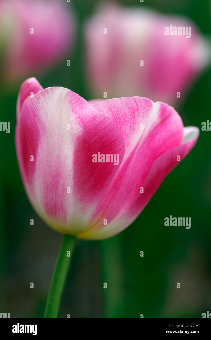 TULIPA NEW DESIGN TULIP Stock Photo - Alamy