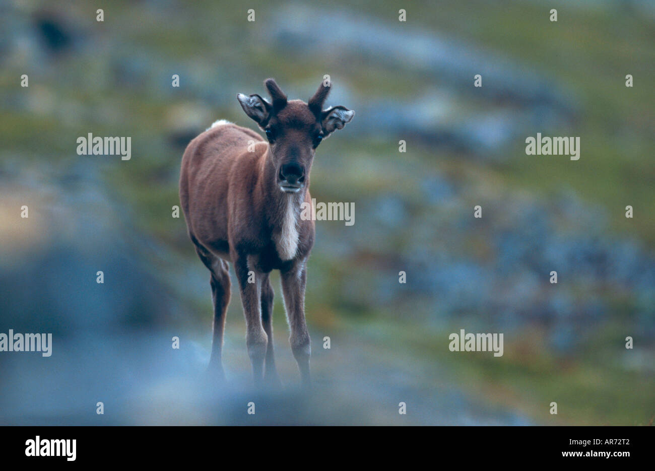 Jaemtlands laen hi-res stock photography and images - Alamy