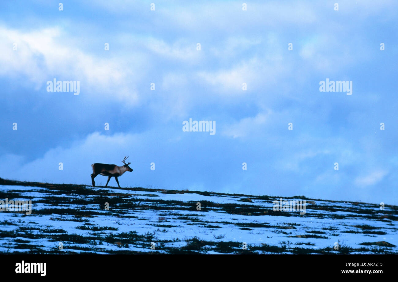 Ren rentier rangifer tarandus reindeer norwegen jotunheimen ...