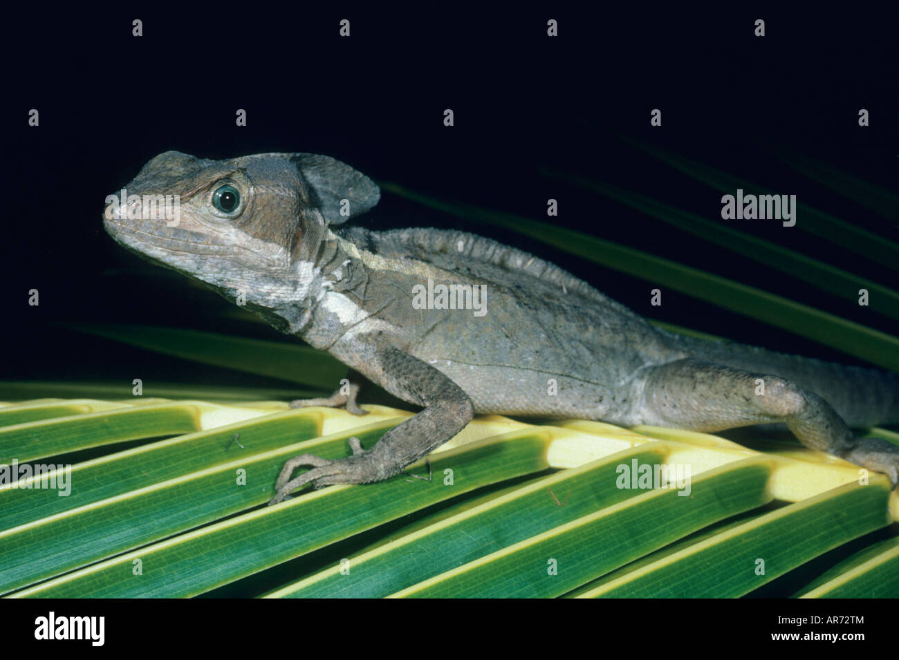 Brown Basilisk Lizard (Basiliscus basiliscus) Belize, Portrait of ...