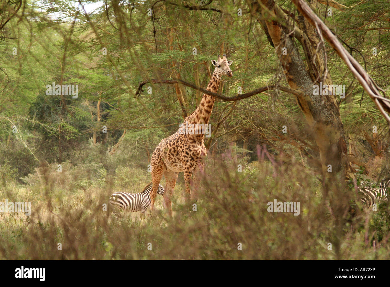 Rothschild s Giraffe in woodland Hell s Gate NP Kenya Stock Photo - Alamy