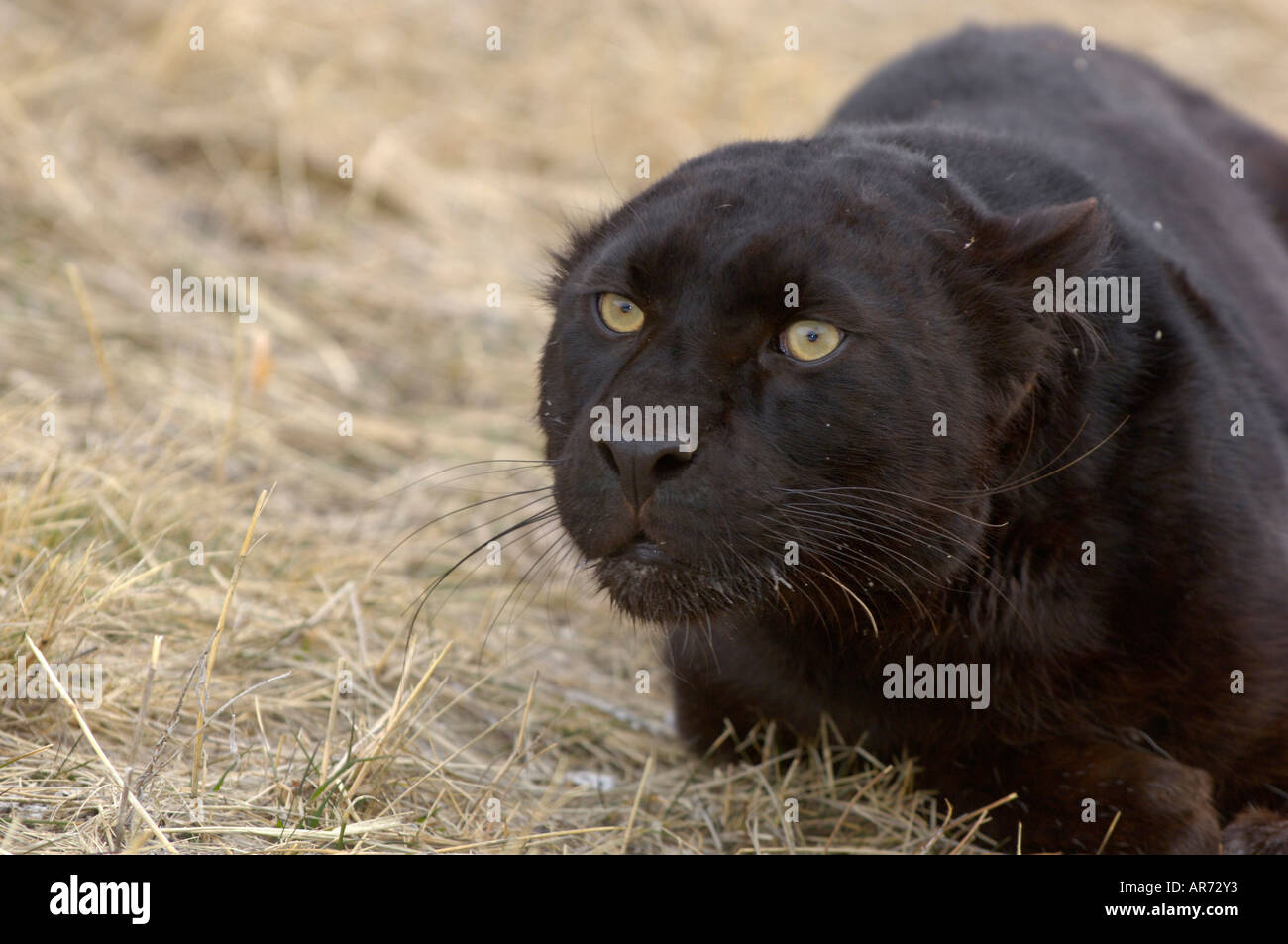 Leopard Black Melanistic Panther Panthera pardus Stock Photo - Alamy