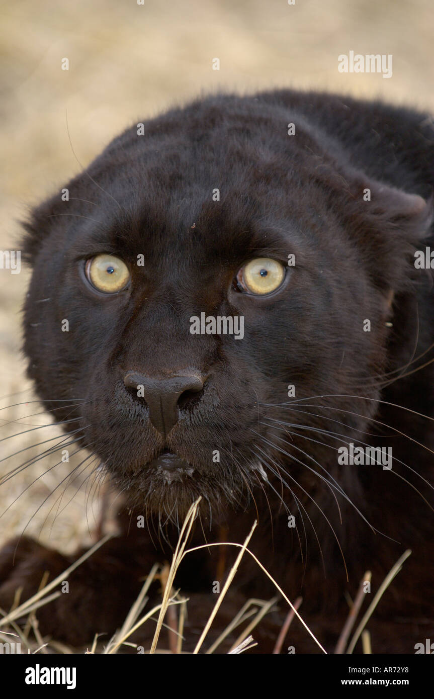 Melanistic Albino Leopard
