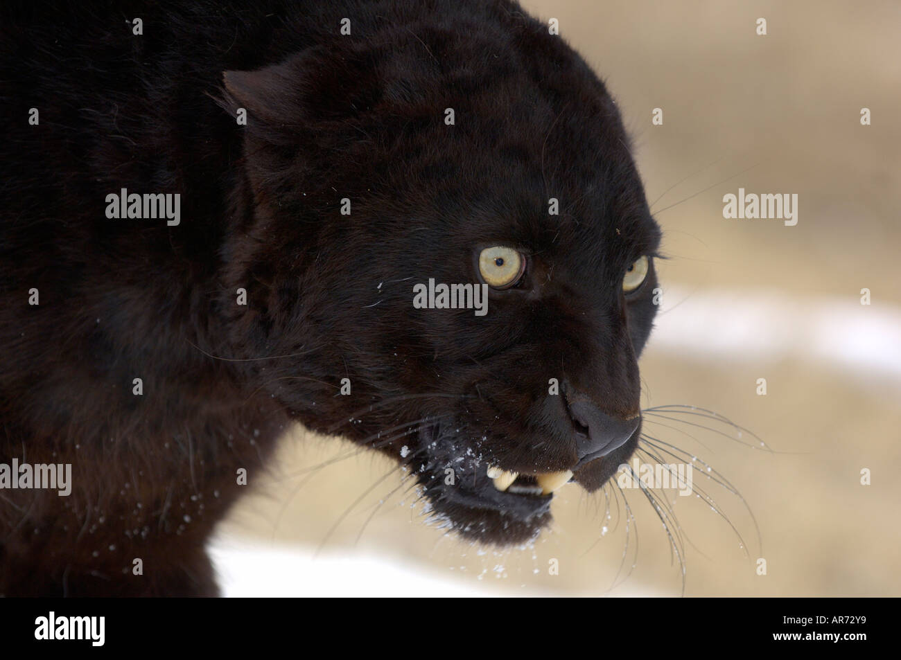 Leopard Black Melanistic Panther Panthera pardus Stock Photo - Alamy