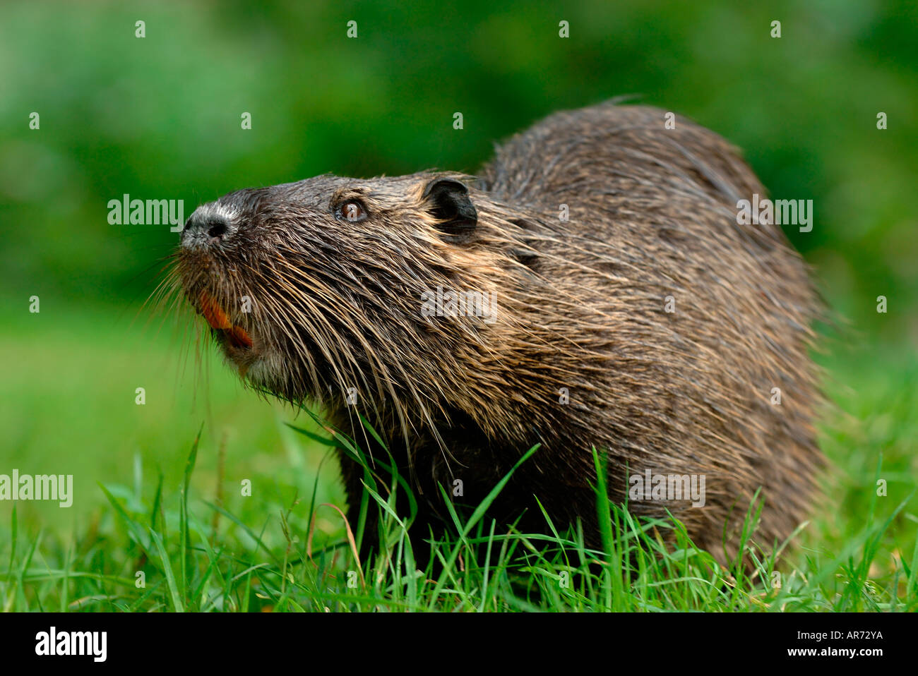 Nutria octodontoidea hi-res stock photography and images - Alamy