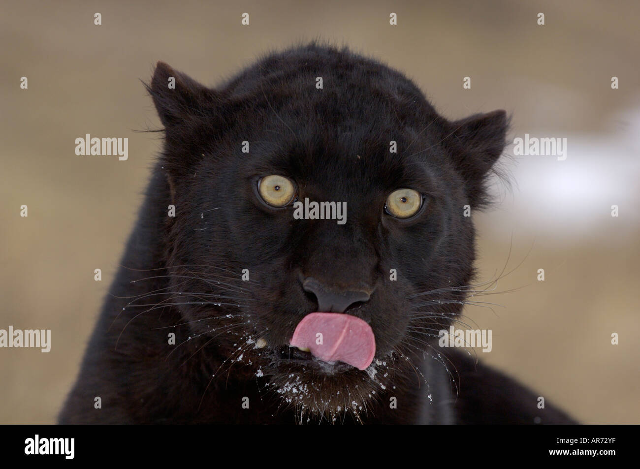 Leopard Black Melanistic Panther Panthera pardus Stock Photo - Alamy