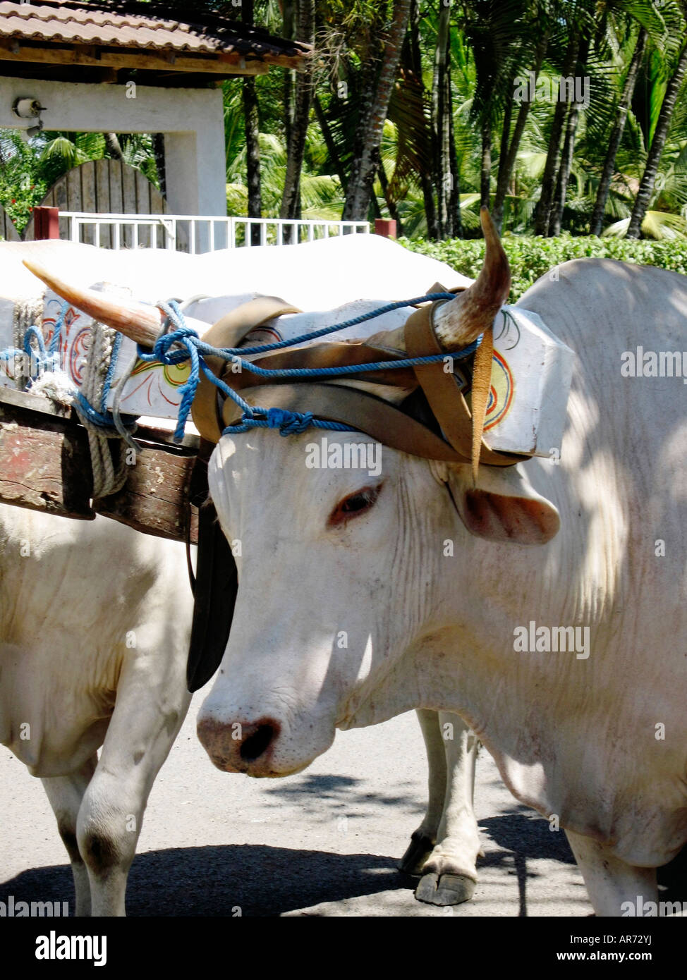 Spanish ox cart hi-res stock photography and images - Alamy