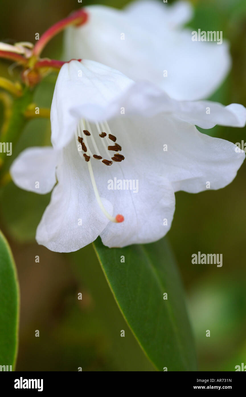 Pook hi-res stock photography and images - Alamy