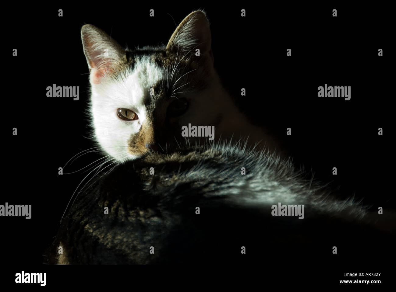 Image of a cat turning his head to look at the camera Half of the head ...