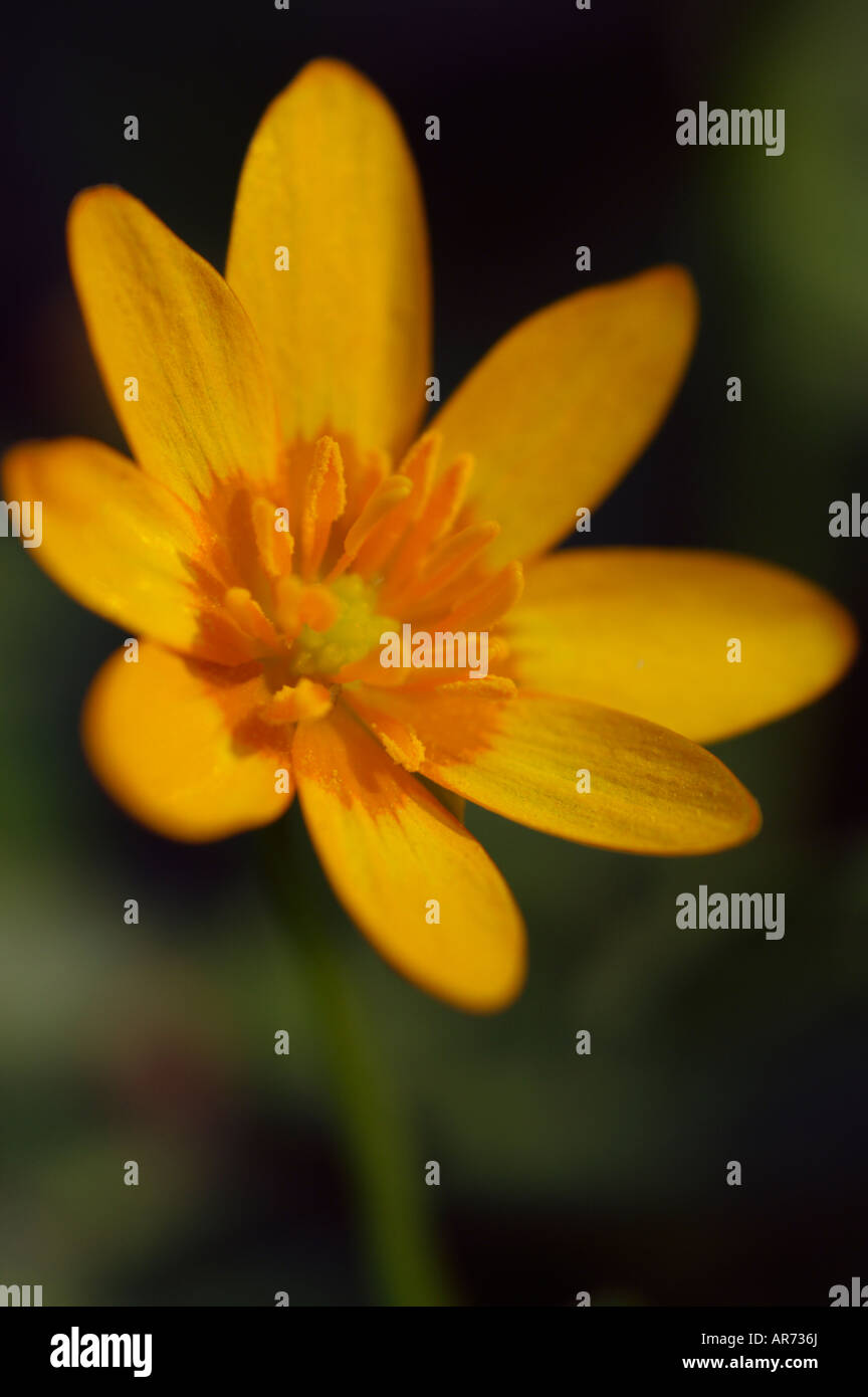 RANUNCULUS FICARIA VAR AURANTIACUS LESSER CELANDINE Stock Photo - Alamy