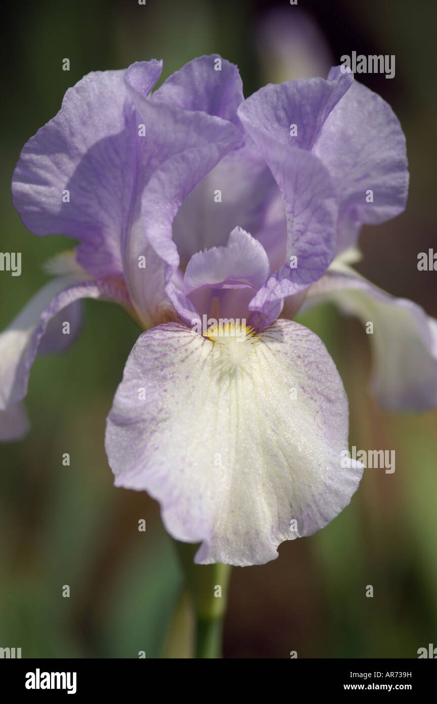 IRIS HAPPY MOOD Stock Photo - Alamy