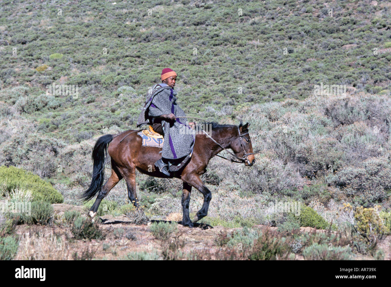 Basuto pony hi-res stock photography and images - Alamy